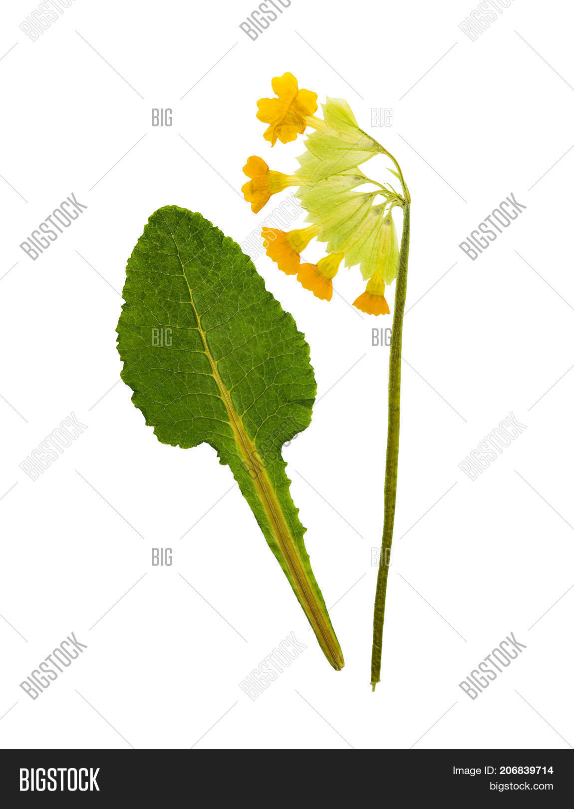 Pressed Dried Primrose Image & Photo (Free Trial) | Bigstock