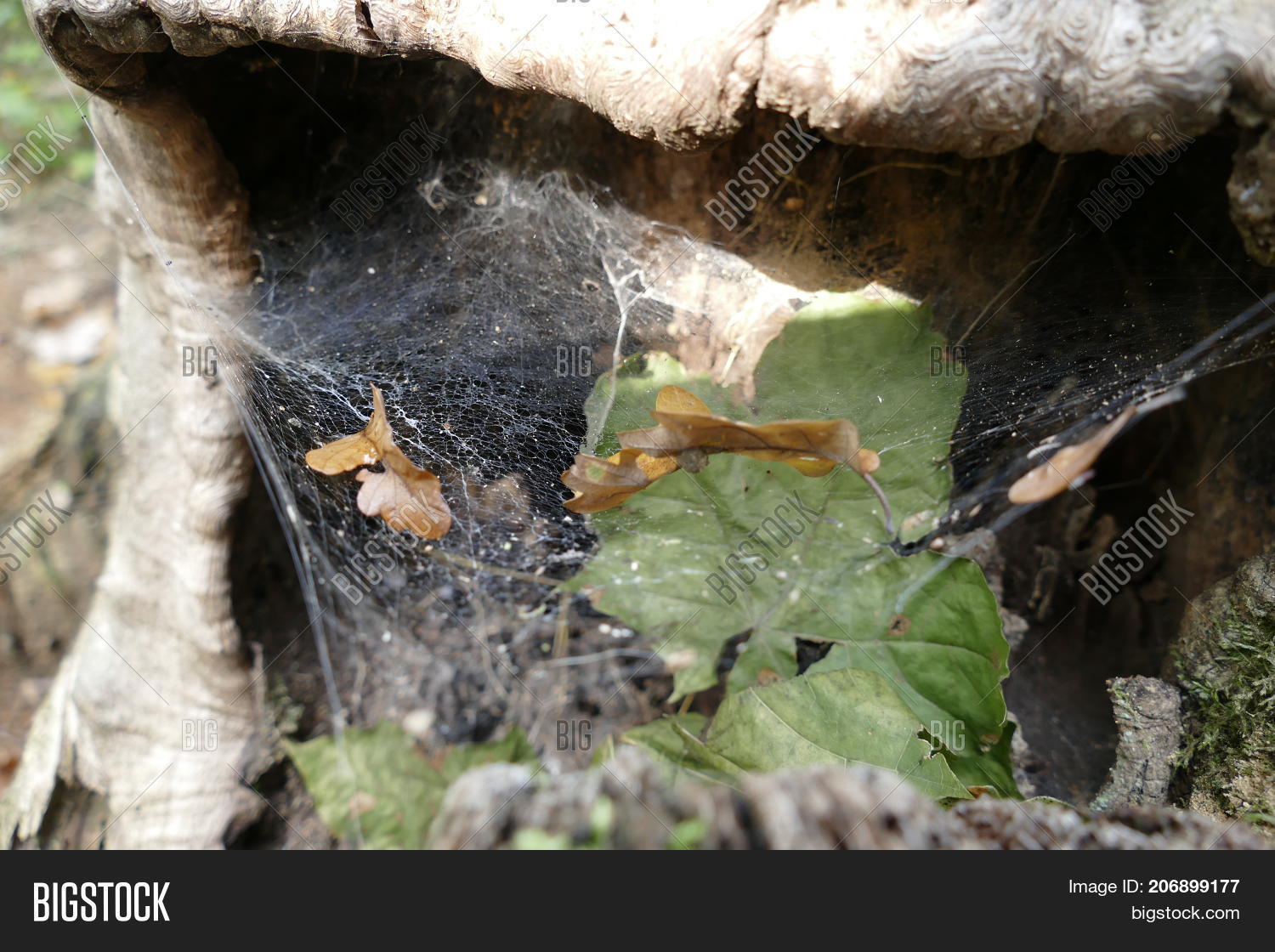 Spider Web On Old Image & Photo (Free Trial) | Bigstock