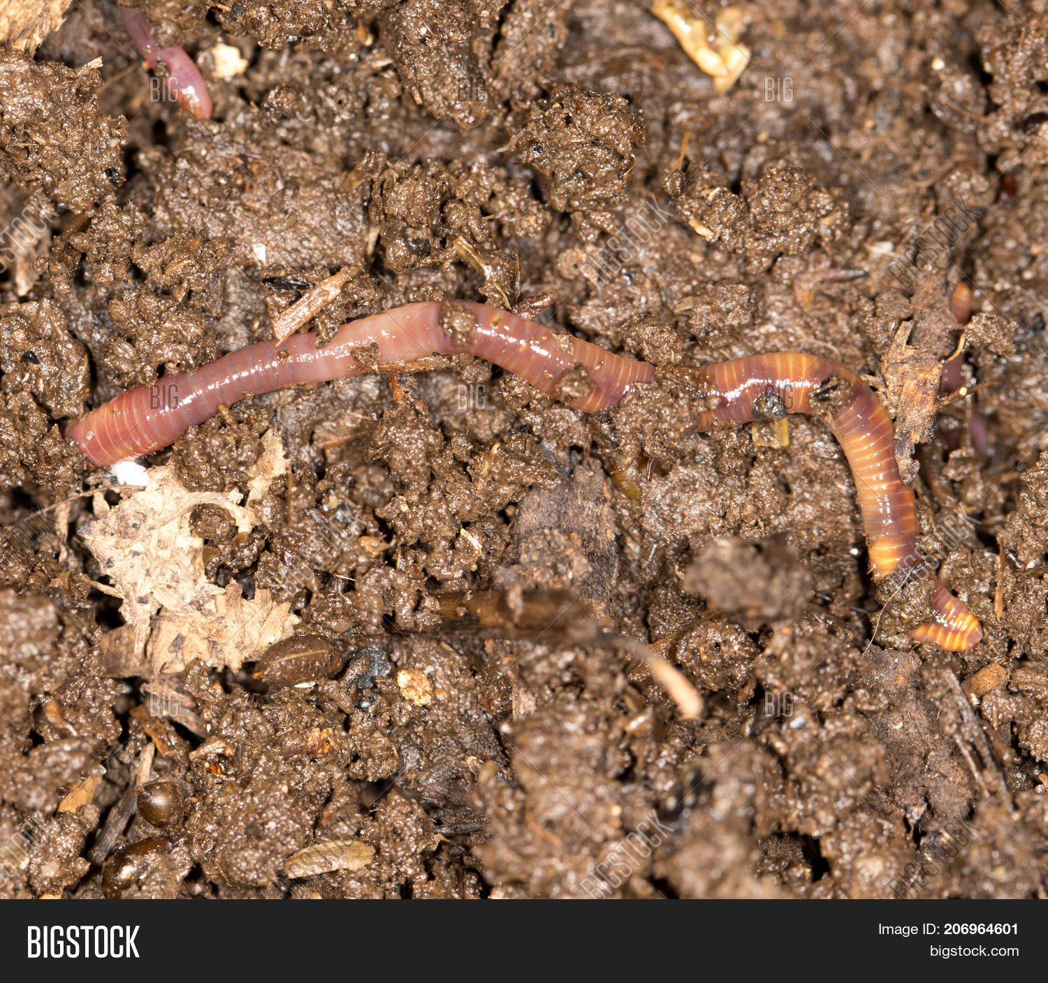 Red Worm Manure . Park Image & Photo (Free Trial) | Bigstock
