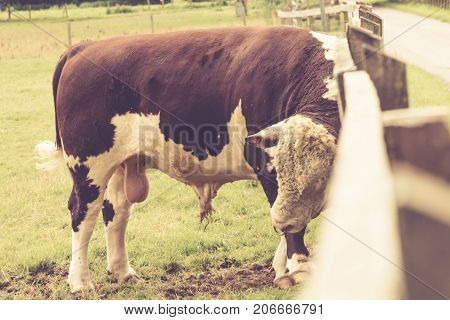 Simmental Bull Very Image & Photo (Free Trial) | Bigstock