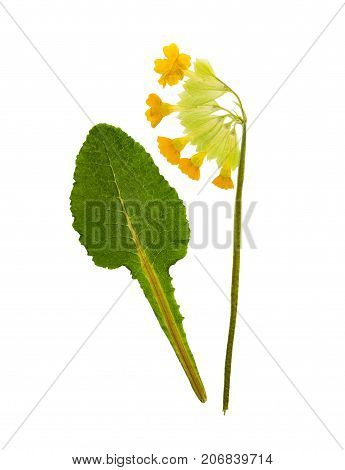 Pressed Dried Primrose Image & Photo (Free Trial) | Bigstock