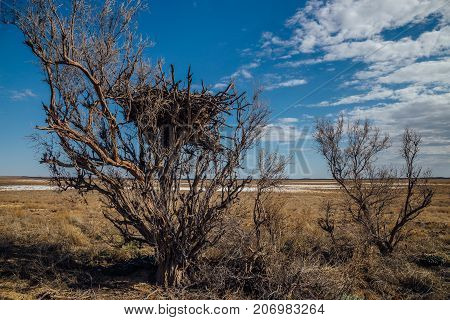 Trees Bushes Saxaul Image & Photo (Free Trial) | Bigstock