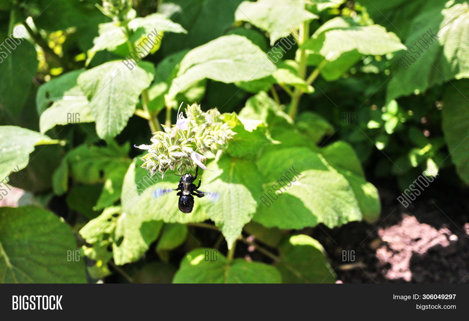 Purple Bumblebee- Image & Photo (Free Trial) | Bigstock