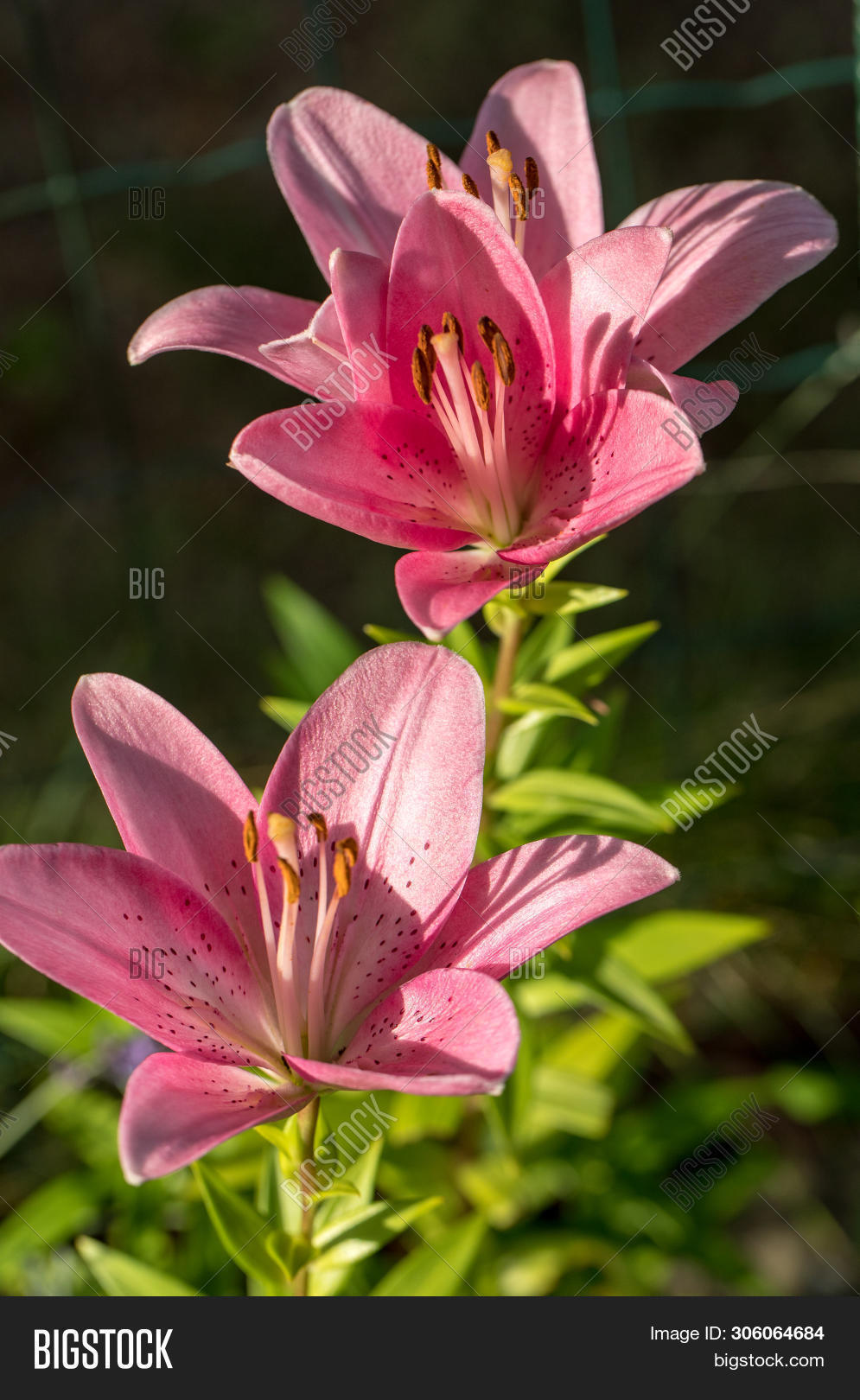 Close- Pink Liles Image & Photo (Free Trial) | Bigstock