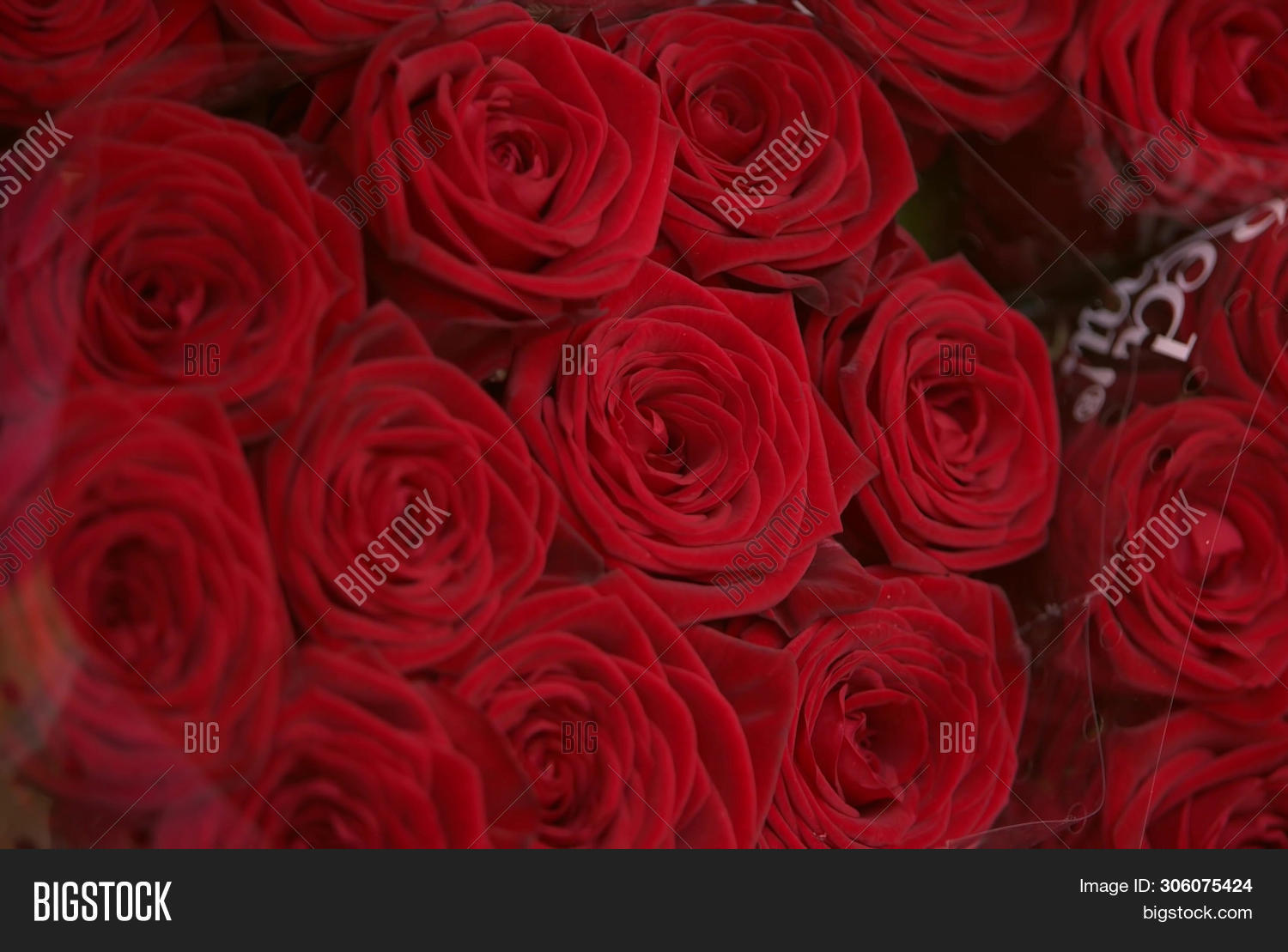Fresh Dark Red Roses Image & Photo (Free Trial) | Bigstock