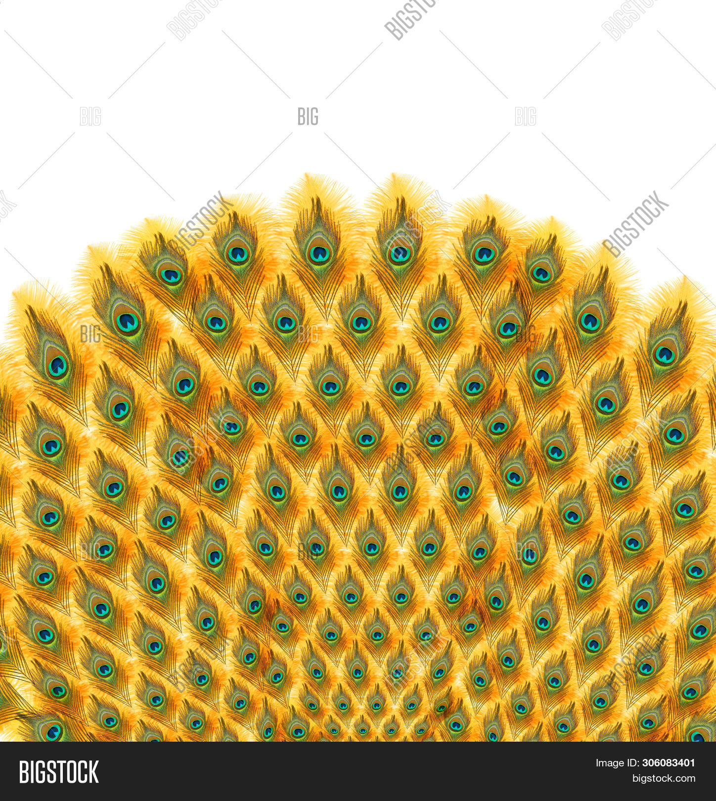 Yellow Peacock Feathers