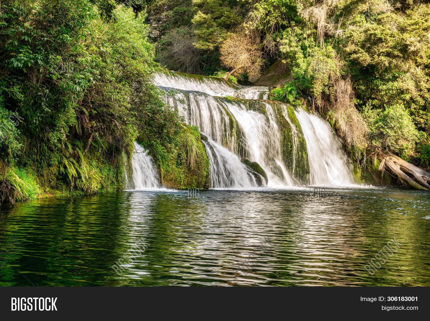 Thick Canopy Native Image & Photo (Free Trial) | Bigstock