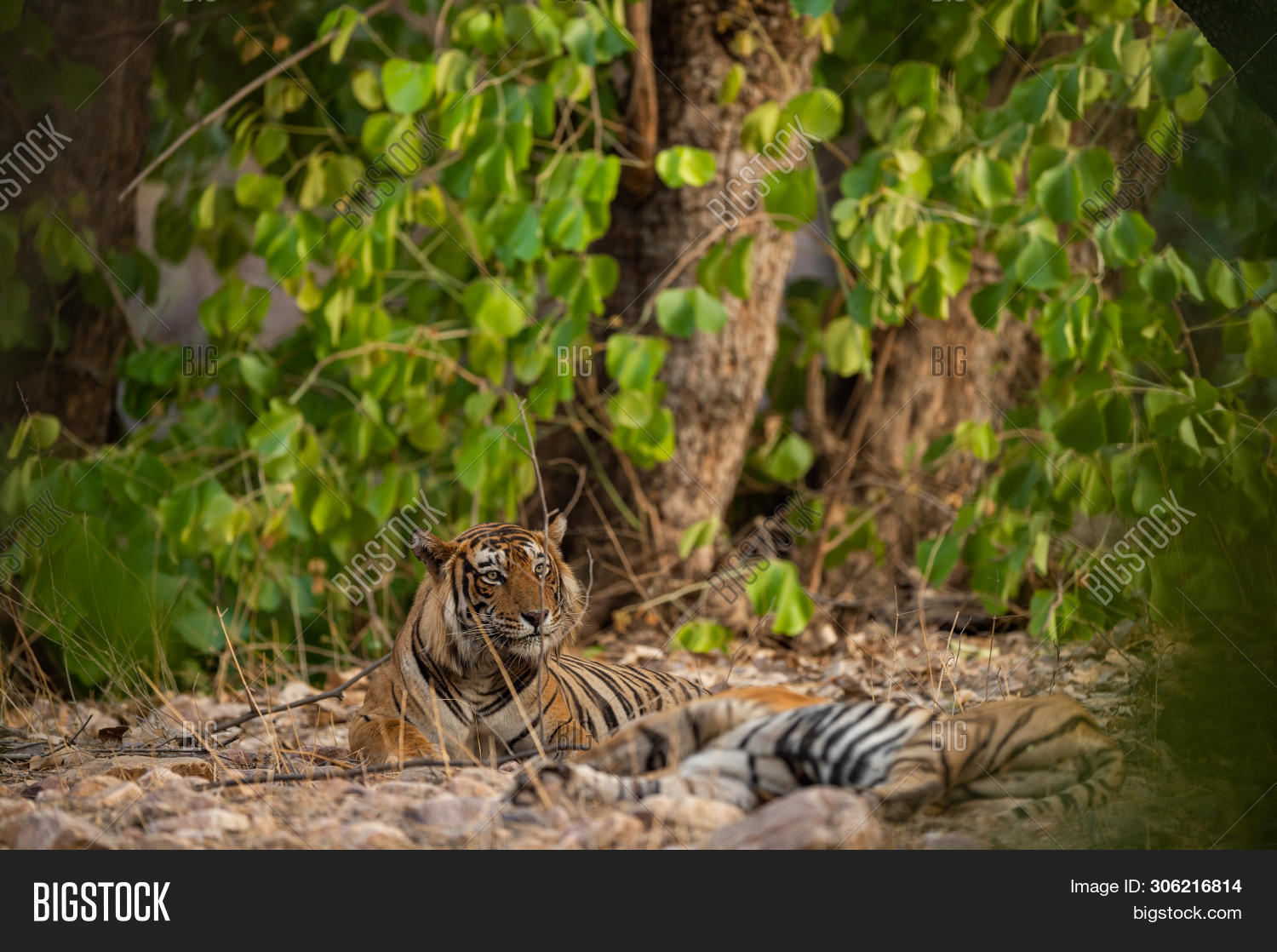 Imagen y foto Mating Pair Tigers (prueba gratis) | Bigstock
