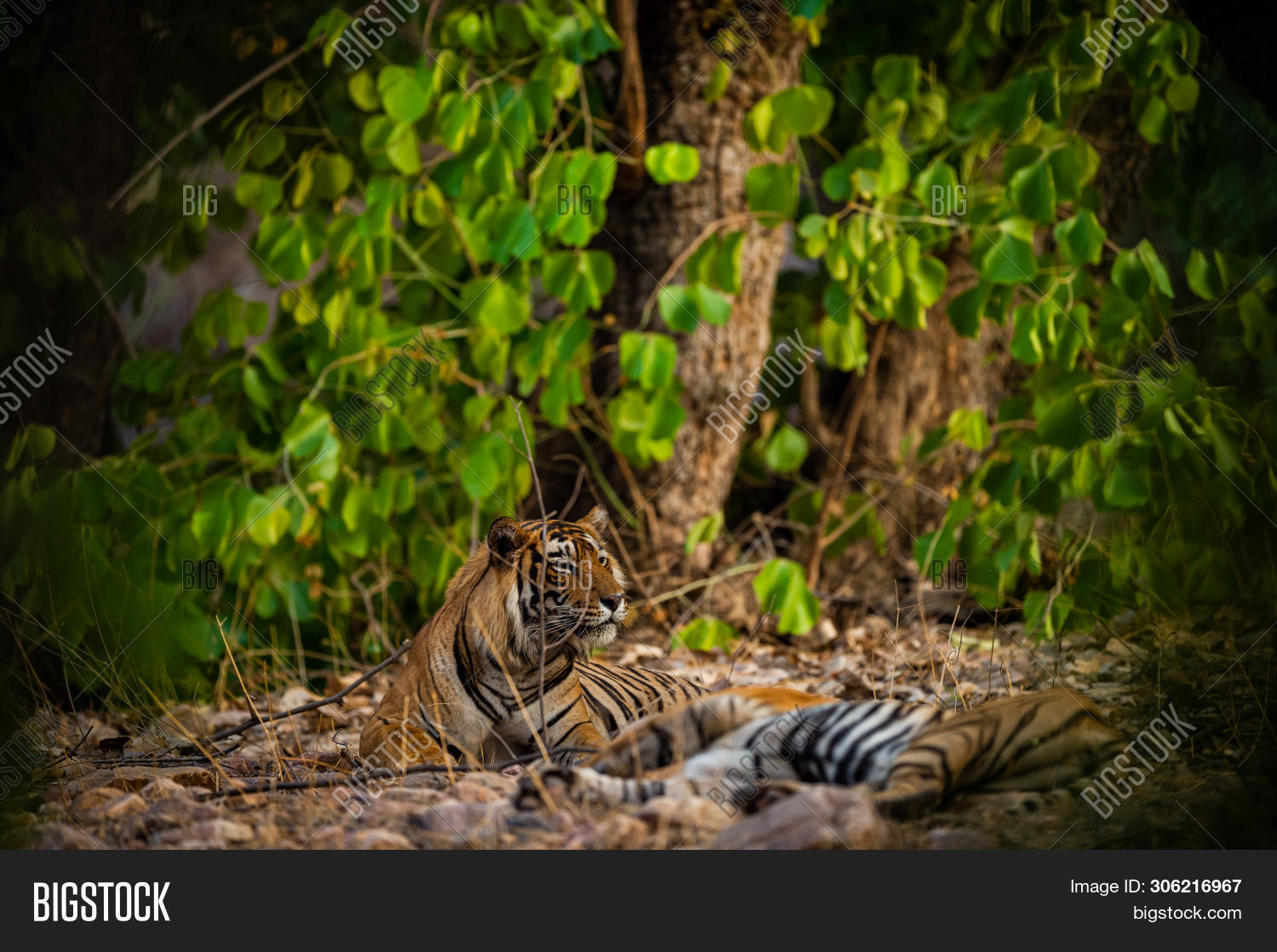 Imagen y foto Mating Pair Tigers (prueba gratis) | Bigstock