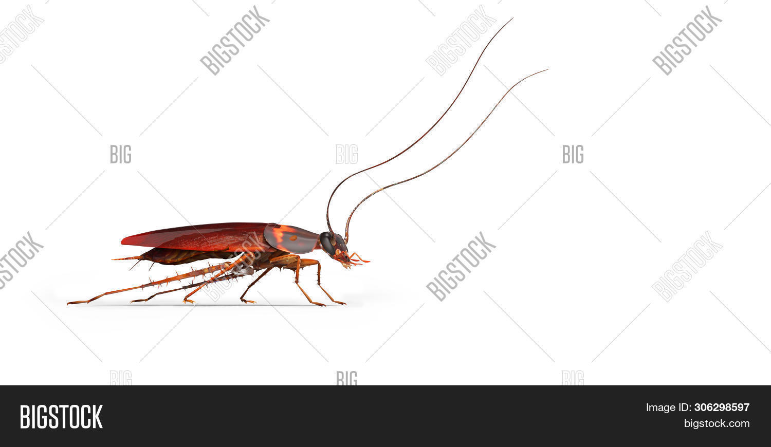 Cockroach Crawling Image & Photo (Free Trial) | Bigstock
