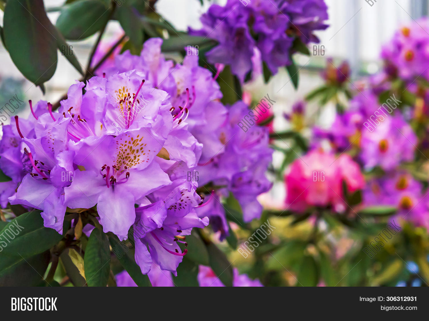 Pacific Rhododendron ( Image & Photo (Free Trial) | Bigstock