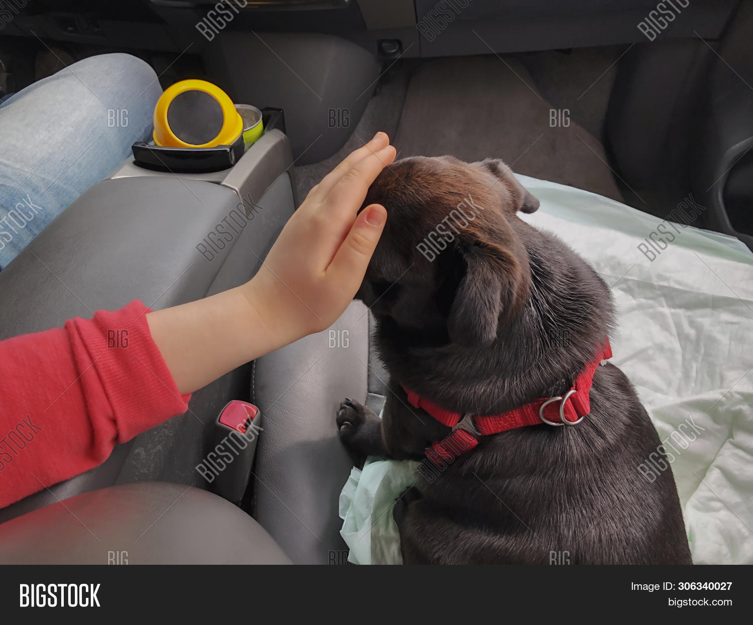 Black Pug Car. Girl Image & Photo (Free Trial) | Bigstock