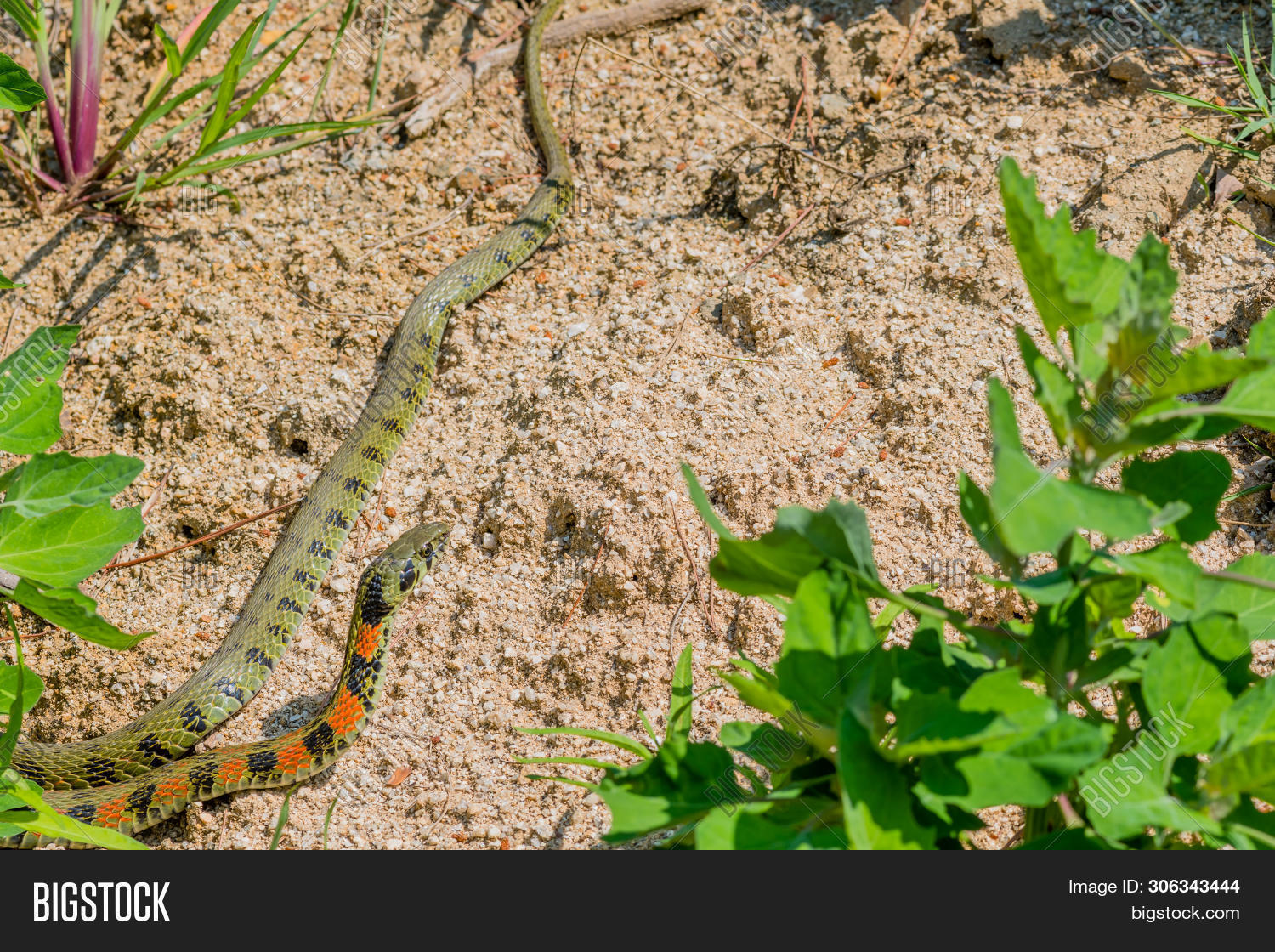 Green Garter Snake Red Image & Photo (Free Trial) | Bigstock