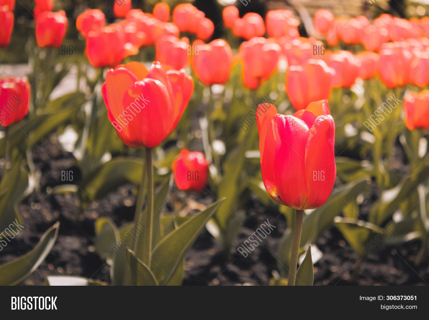 Bright Colorful Tulip Image & Photo (Free Trial) | Bigstock