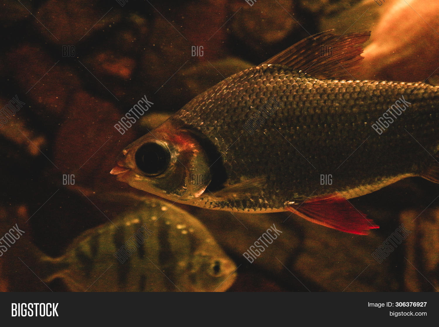 Pink Coral Reef. Image & Photo (Free Trial) | Bigstock