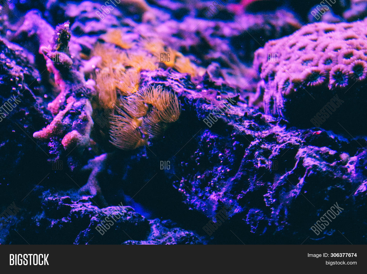 Pink Coral Reef. Image & Photo (Free Trial) | Bigstock