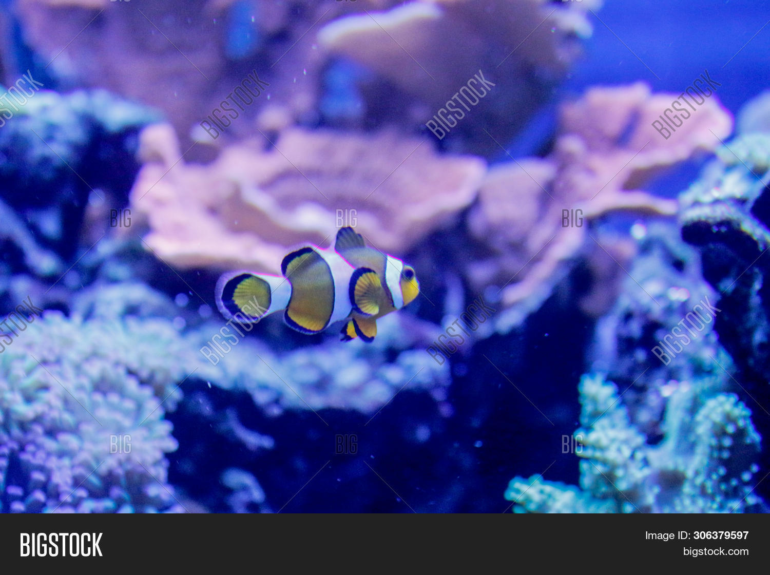 Pink Coral Reef. Image & Photo (Free Trial) | Bigstock