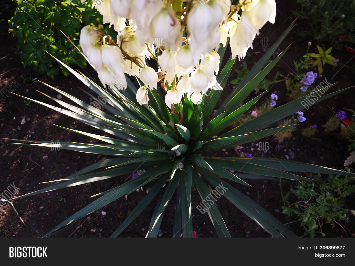 Blooms Yucca Plant. Image & Photo (Free Trial) | Bigstock