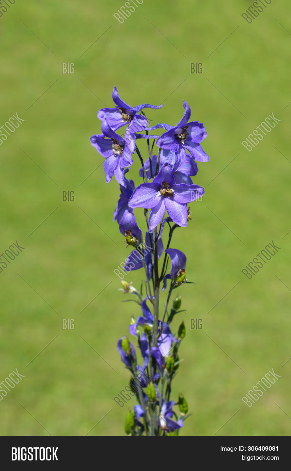 Alpine Delphinium Image & Photo (Free Trial) | Bigstock