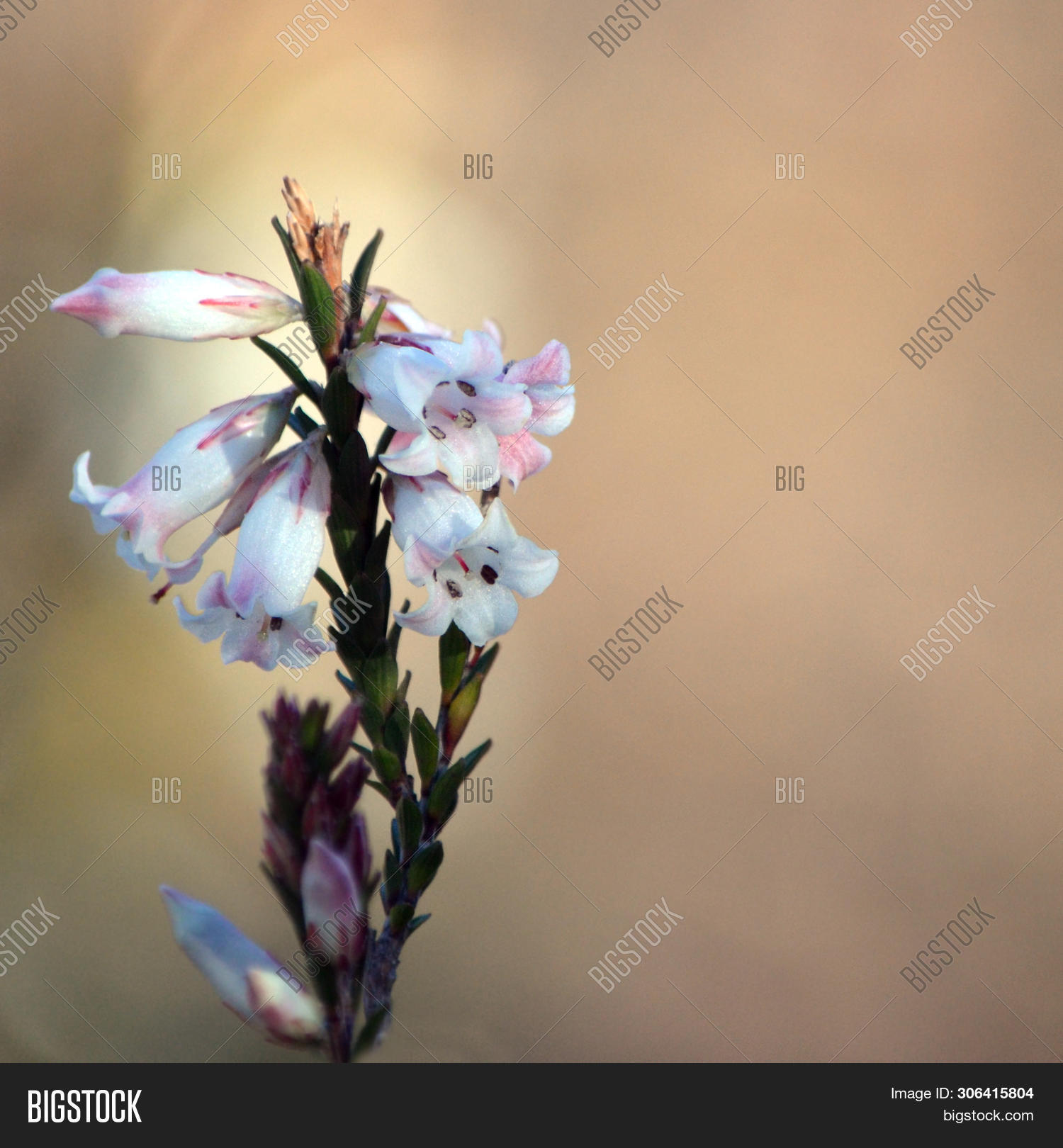 White Tubular Flowers Image & Photo (Free Trial) | Bigstock