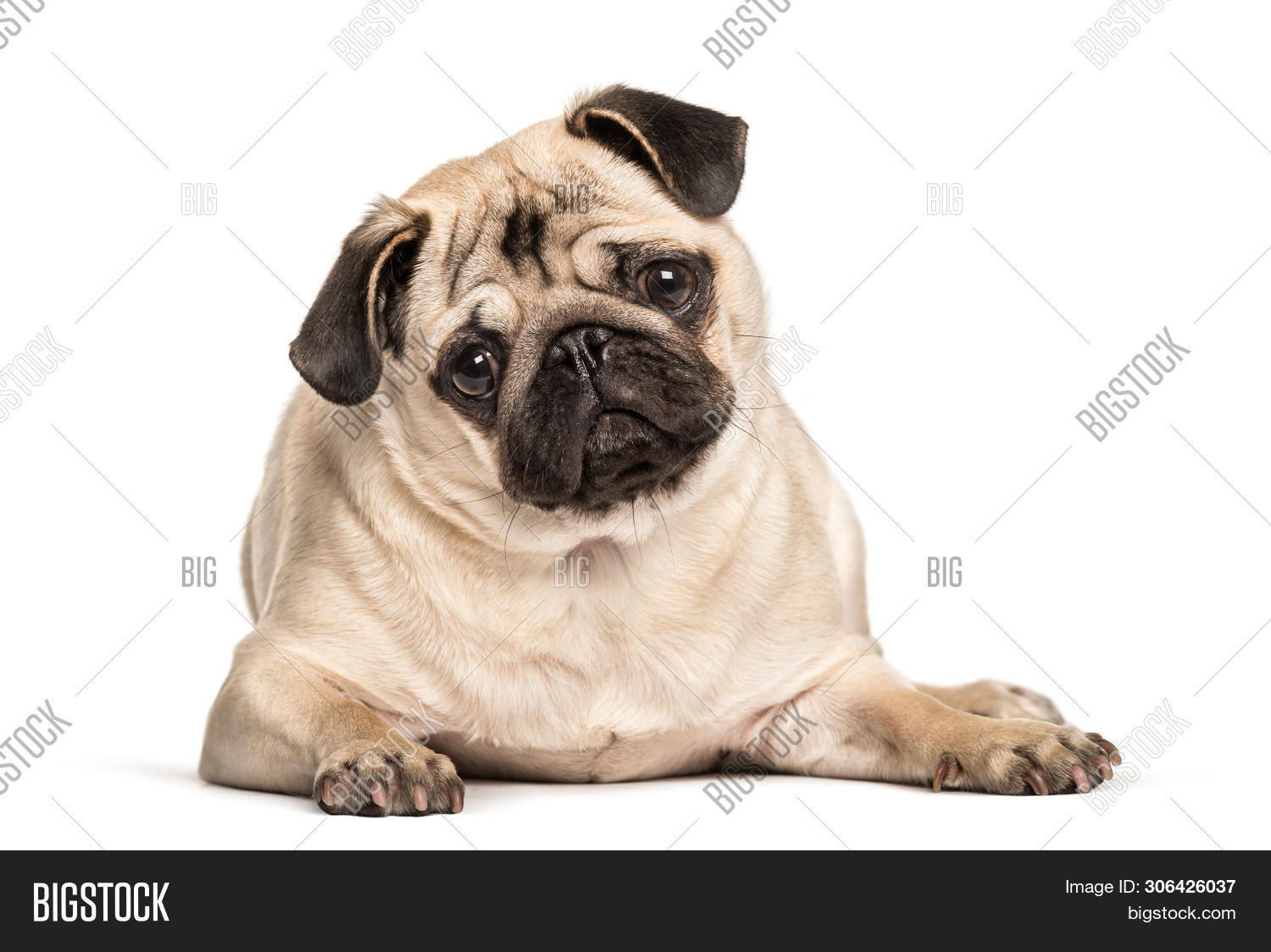Pug Looking Camera Image & Photo (Free Trial) | Bigstock