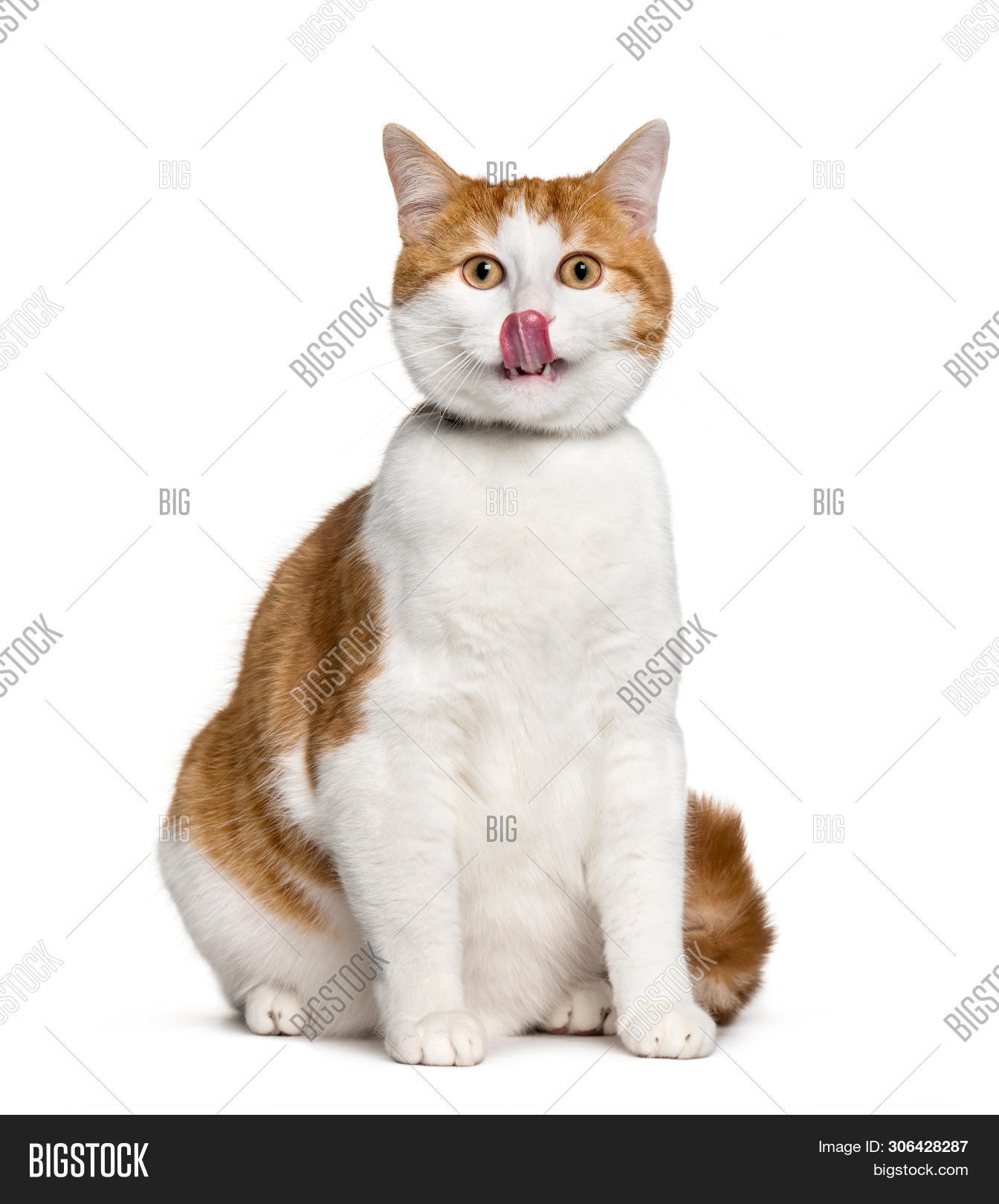 Mixed-breed Cat Image & Photo (Free Trial) | Bigstock