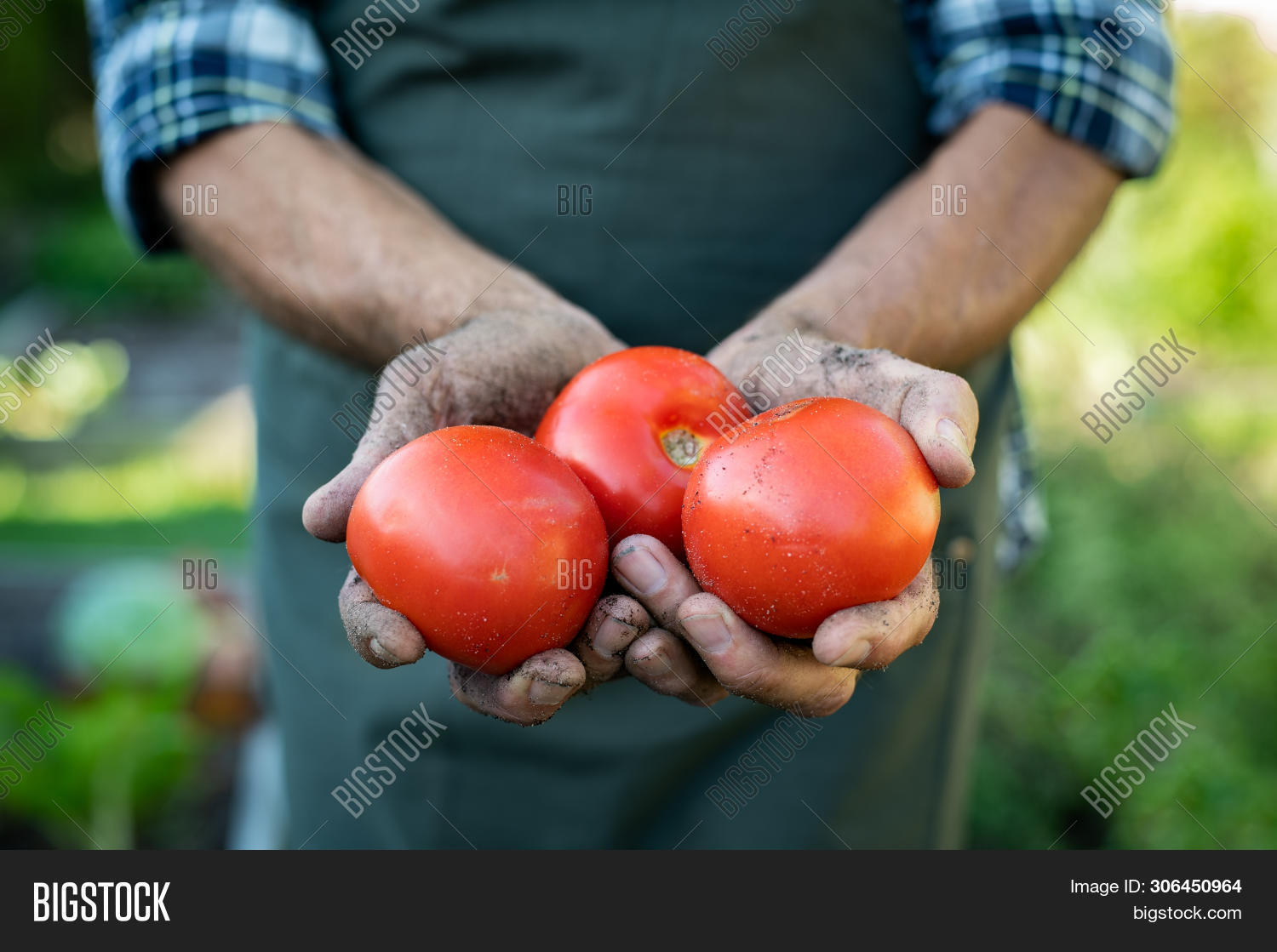 Farmer Hands Freshly Image & Photo (Free Trial) | Bigstock