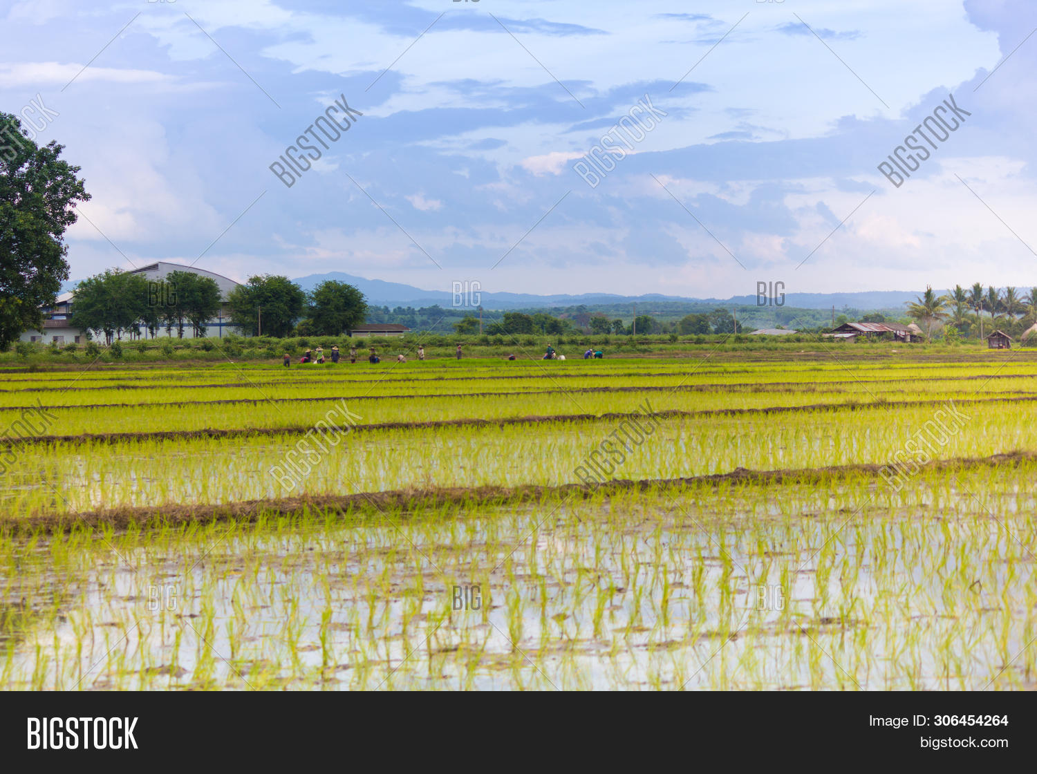 Rice Field Green Grass Image & Photo (Free Trial) | Bigstock