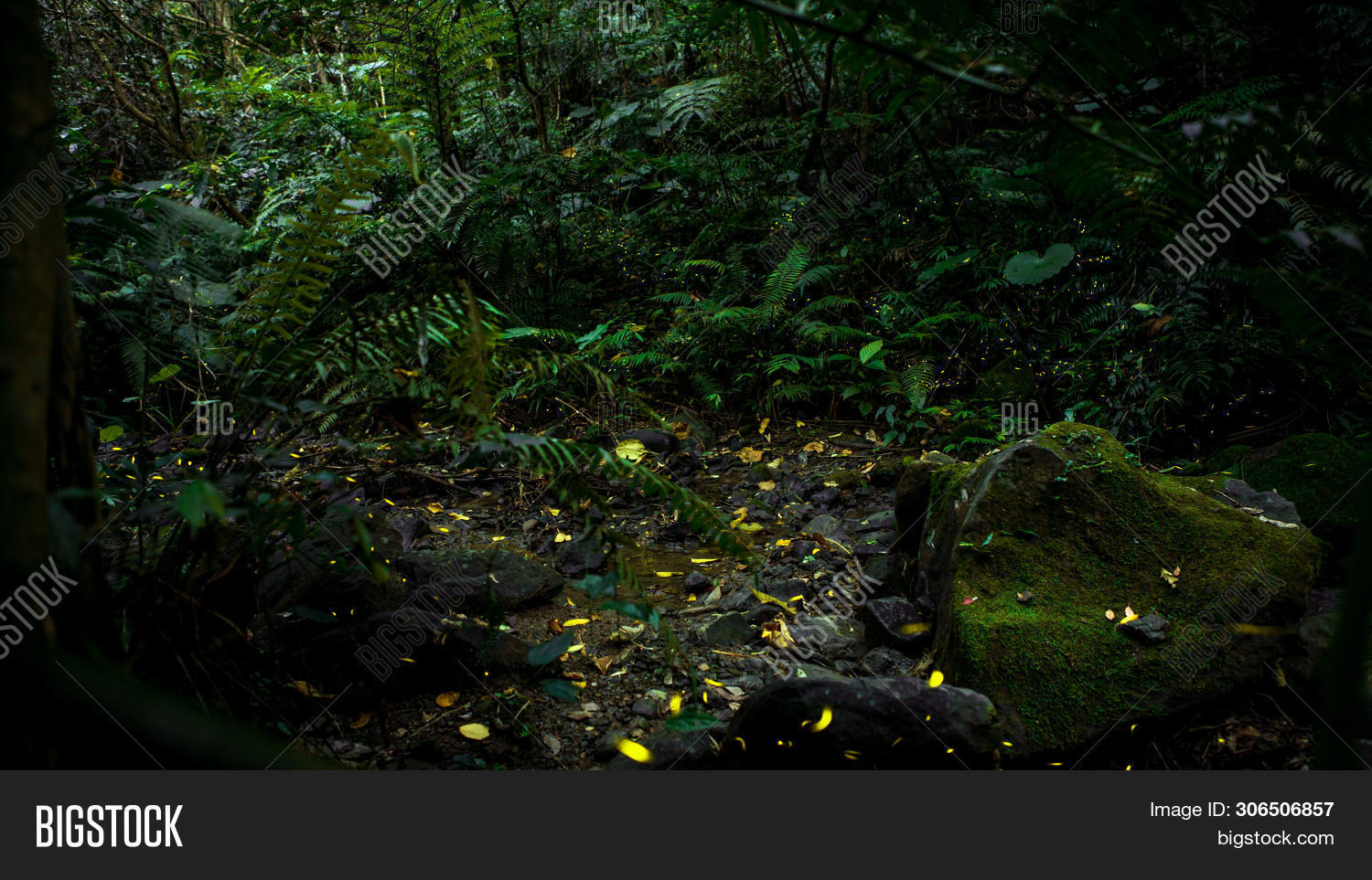 Yellow Light Firefly Image & Photo (Free Trial) | Bigstock