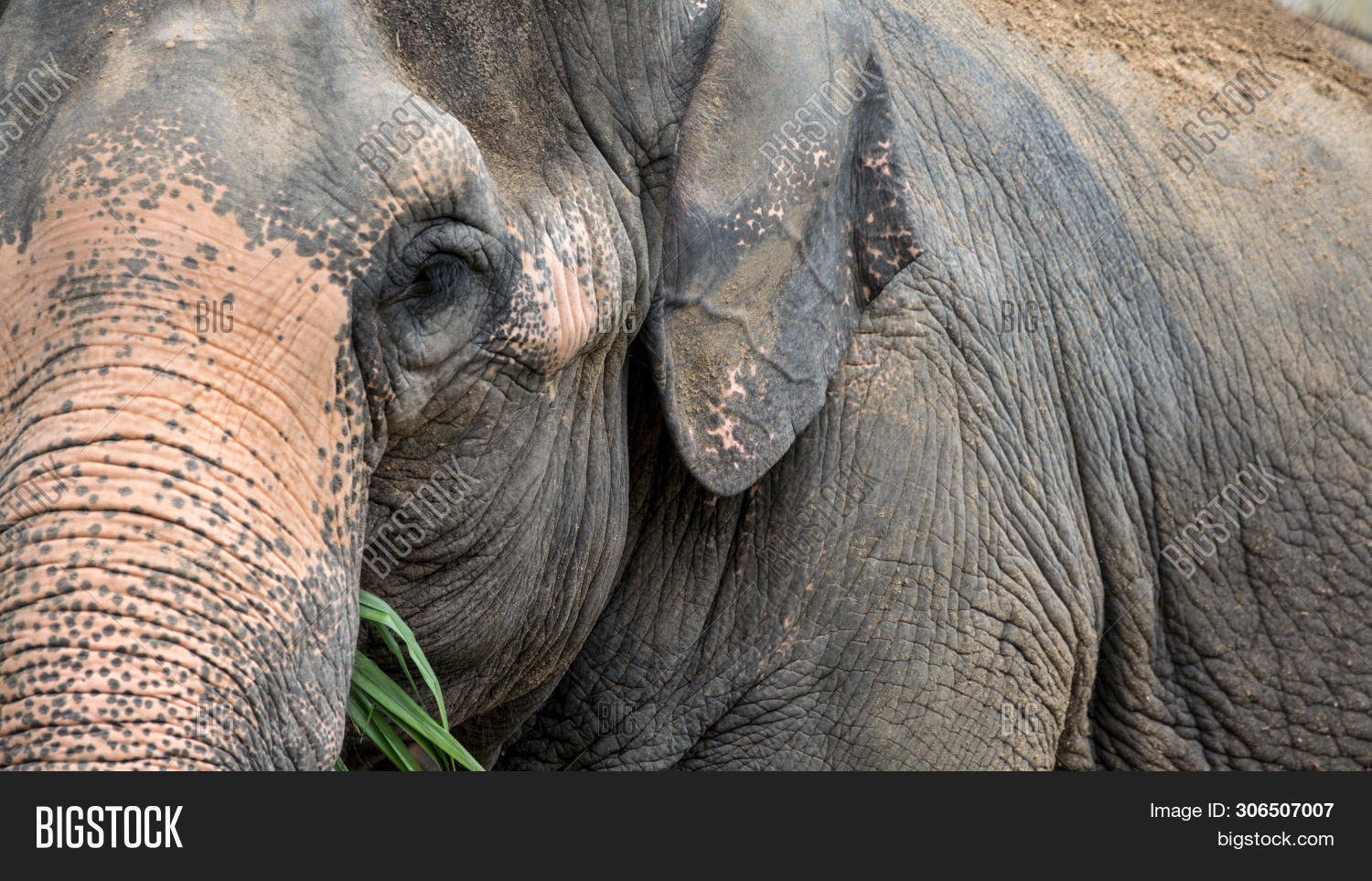 Elephant Without Tusk Image & Photo (Free Trial) | Bigstock