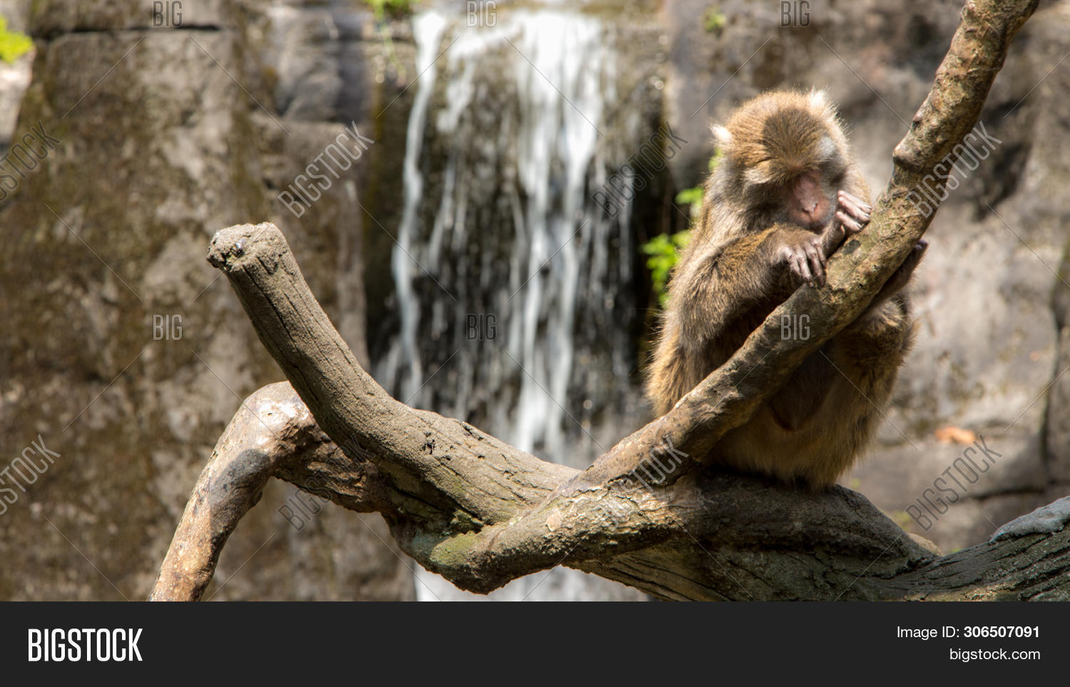 Formosan Rock Macaque Image & Photo (Free Trial) | Bigstock