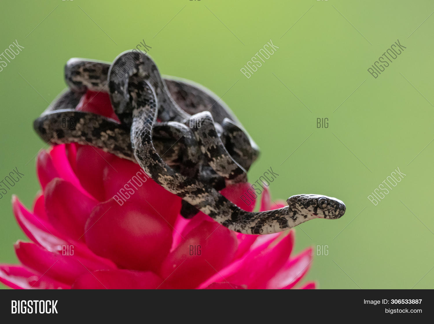 Cloudy Snail Sucker, Image & Photo (Free Trial) | Bigstock