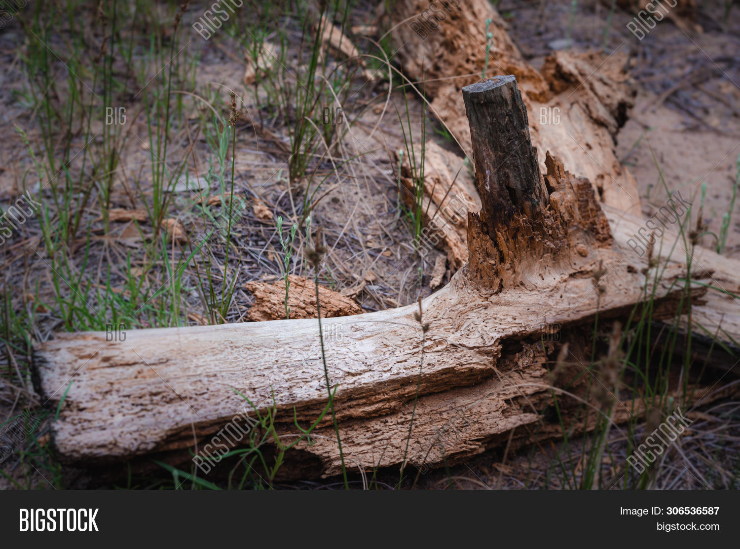 Old Bark-free Log Has Image & Photo (Free Trial) | Bigstock