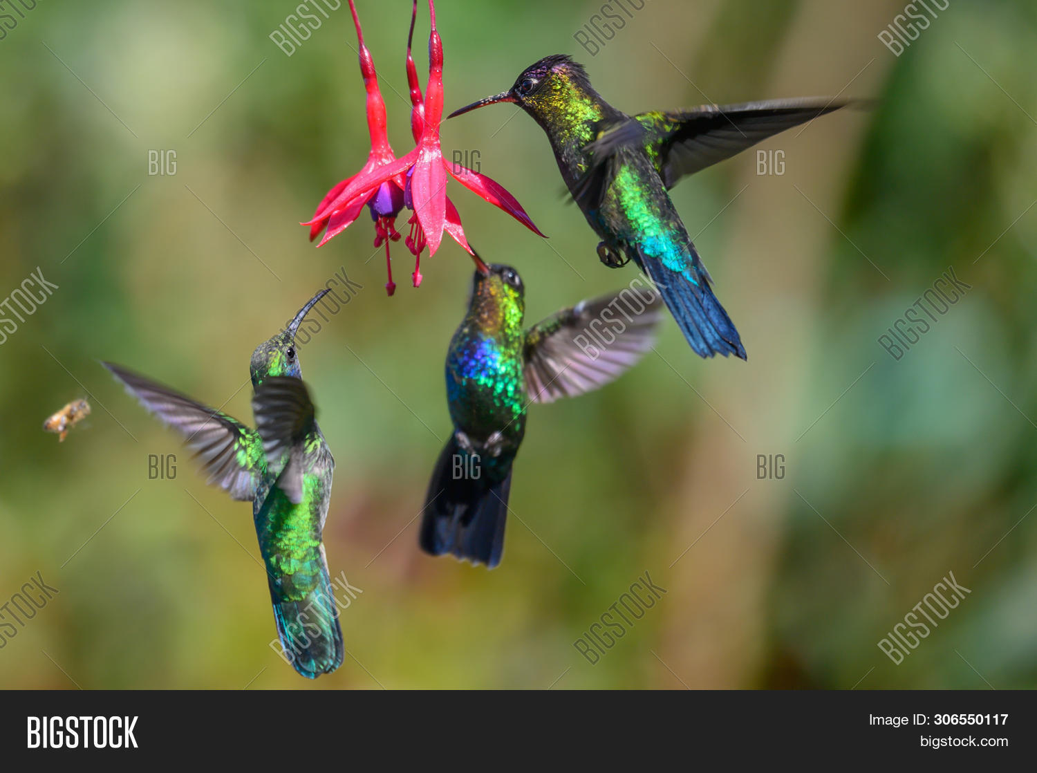 Blue Hummingbird Image & Photo (Free Trial) | Bigstock