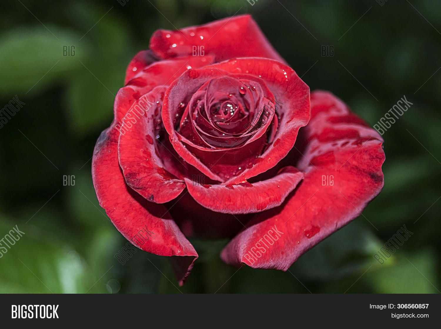 Natural Bright Roses Image & Photo (Free Trial) | Bigstock