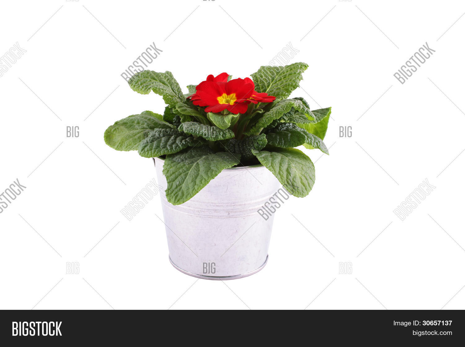 Red Primrose Potted Image & Photo (Free Trial) | Bigstock