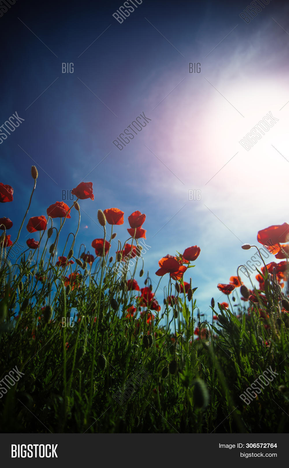 Flowers Red Poppies Image & Photo (Free Trial) | Bigstock