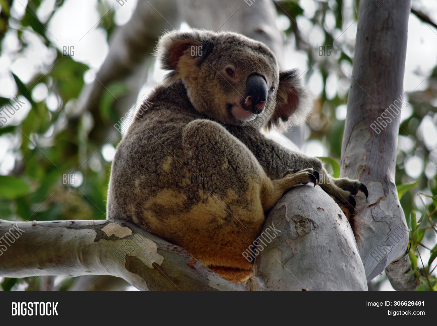 Cute Wild Koala Bear Image & Photo (Free Trial) | Bigstock