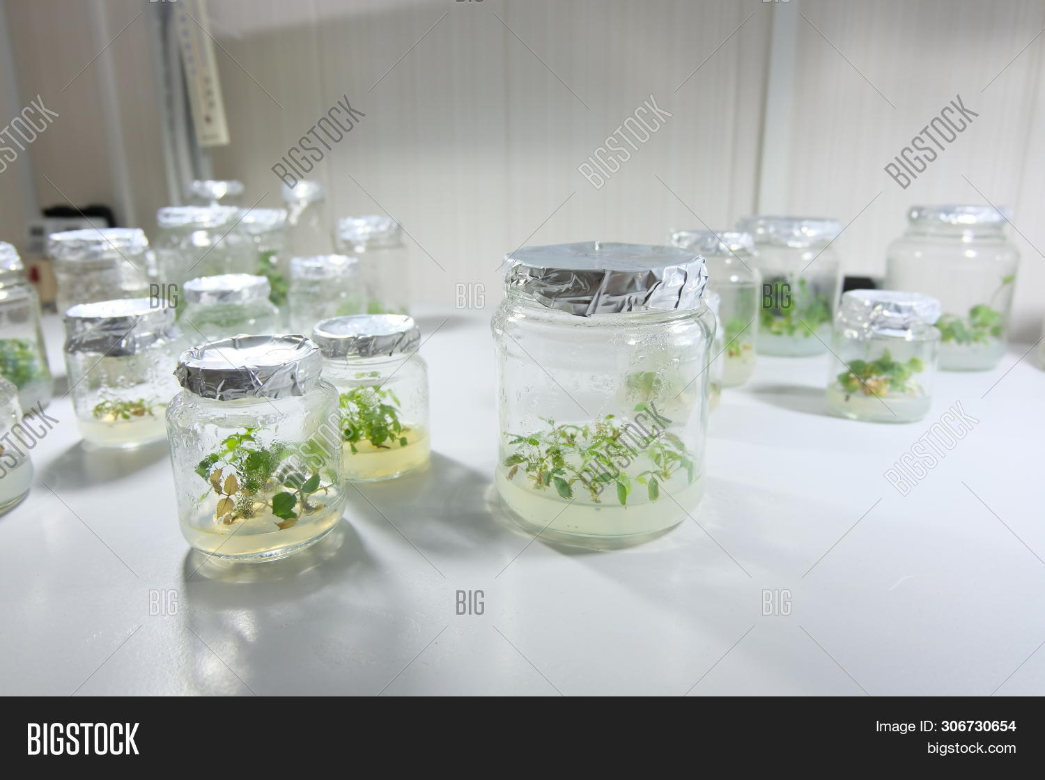 Micro Plants Jar Image & Photo (Free Trial) | Bigstock