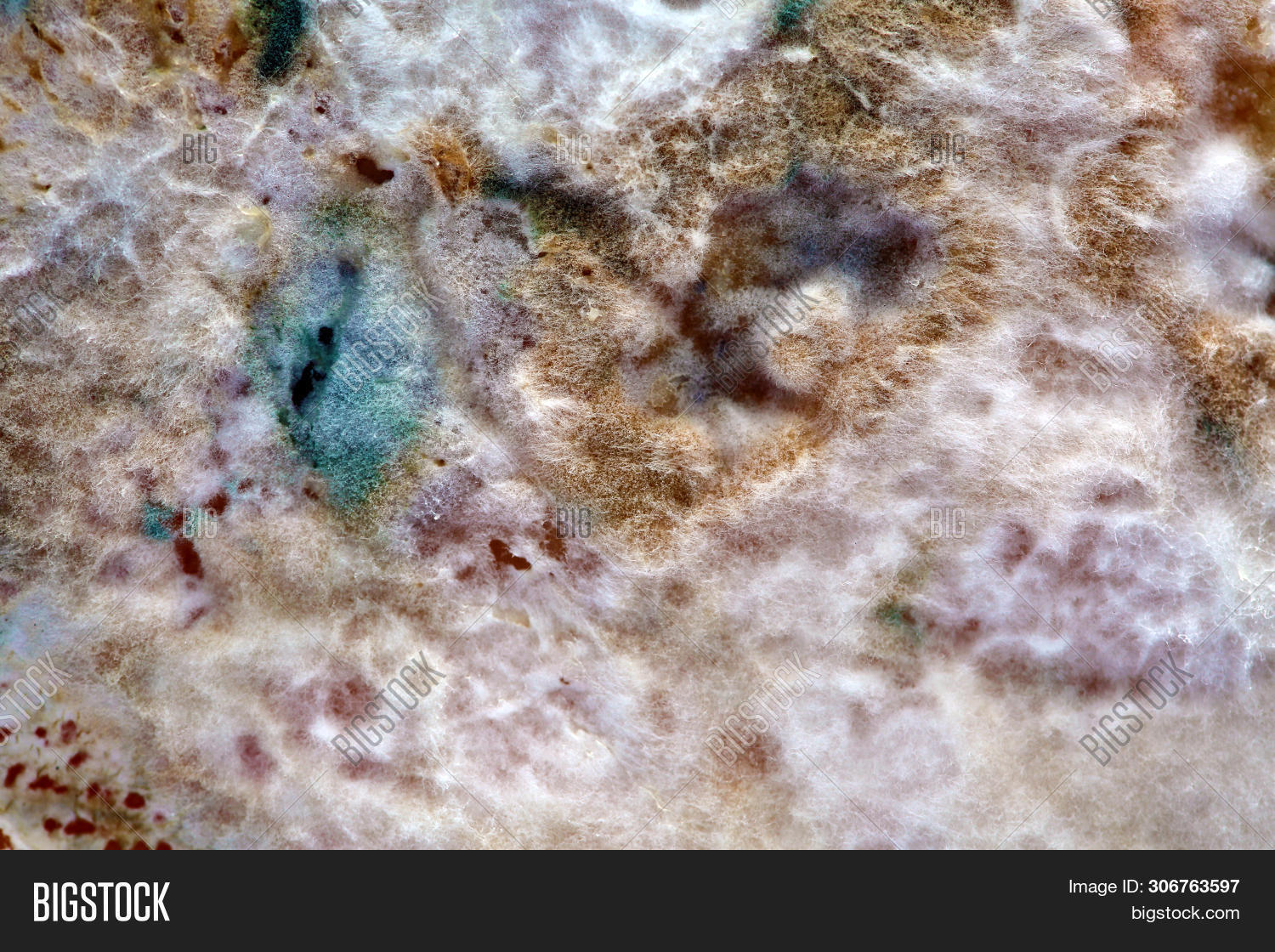 Moldy Cheese. Image & Photo (Free Trial) | Bigstock