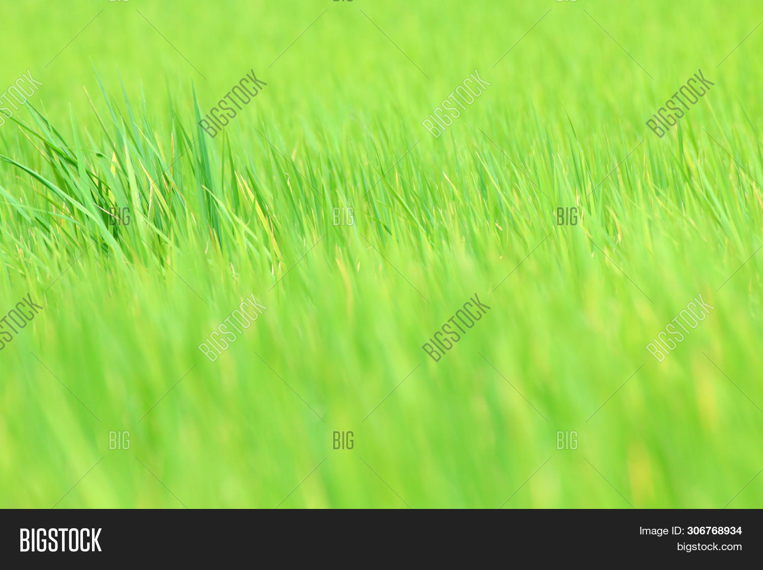 Blurred Rice Field Image & Photo (Free Trial) | Bigstock