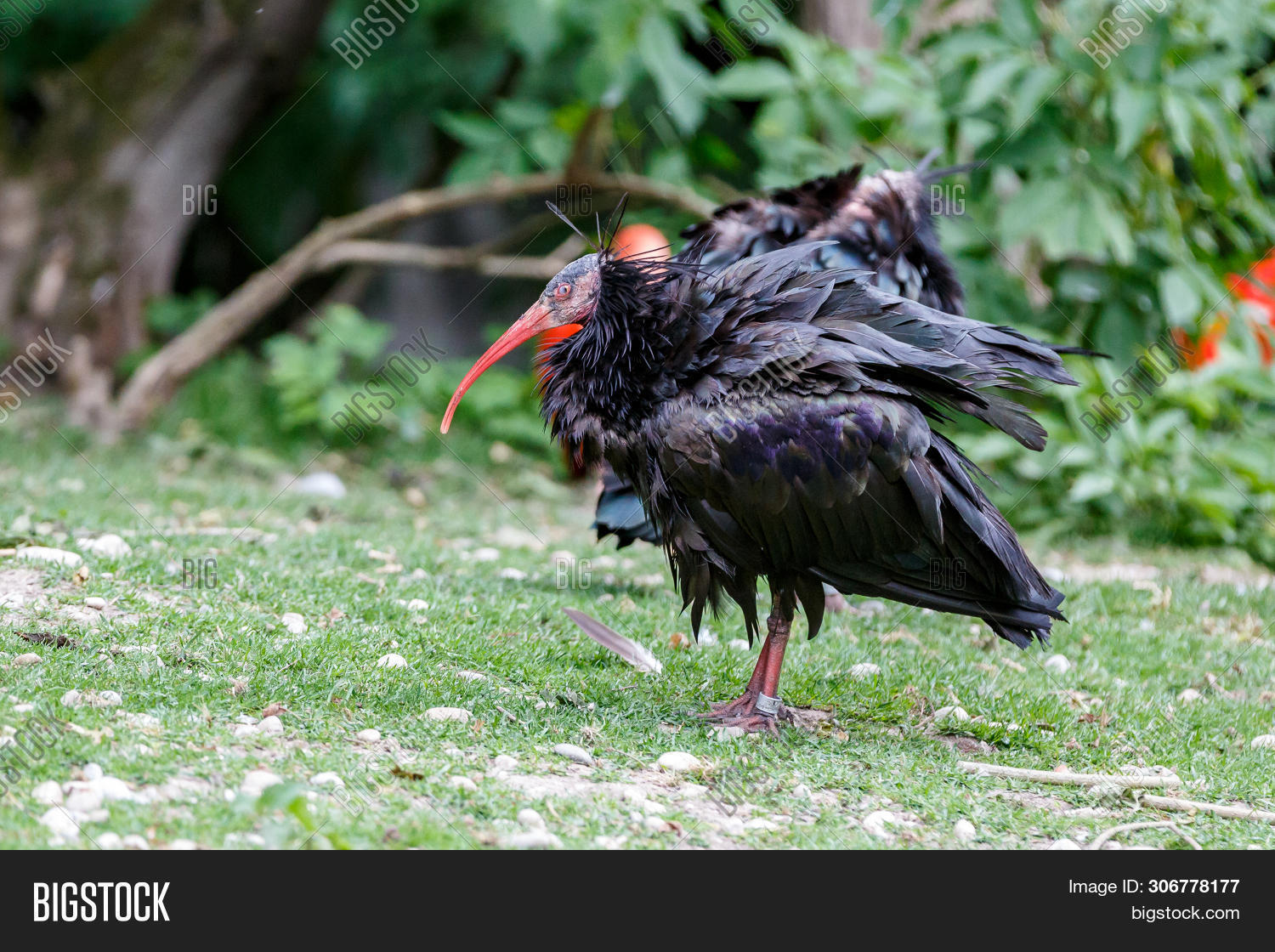 Northern Bald Ibis, Image & Photo (Free Trial) | Bigstock