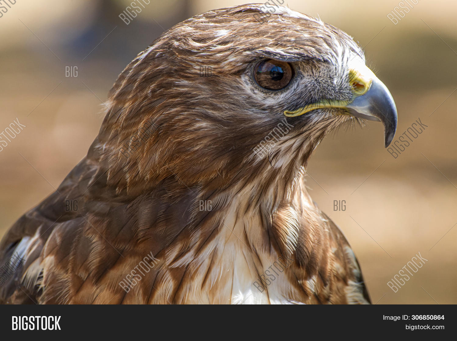 Raptor Eagle, Diurnal Image & Photo (Free Trial) | Bigstock