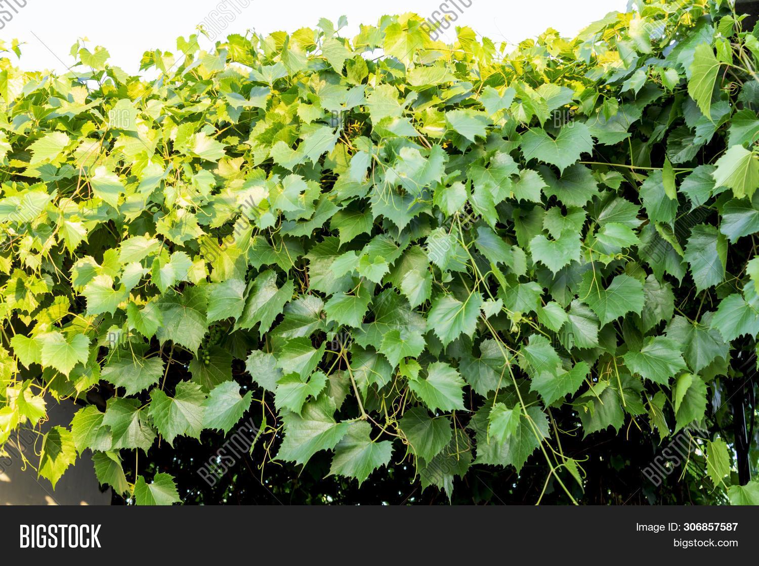 Vine Plant Many Image & Photo (Free Trial) | Bigstock