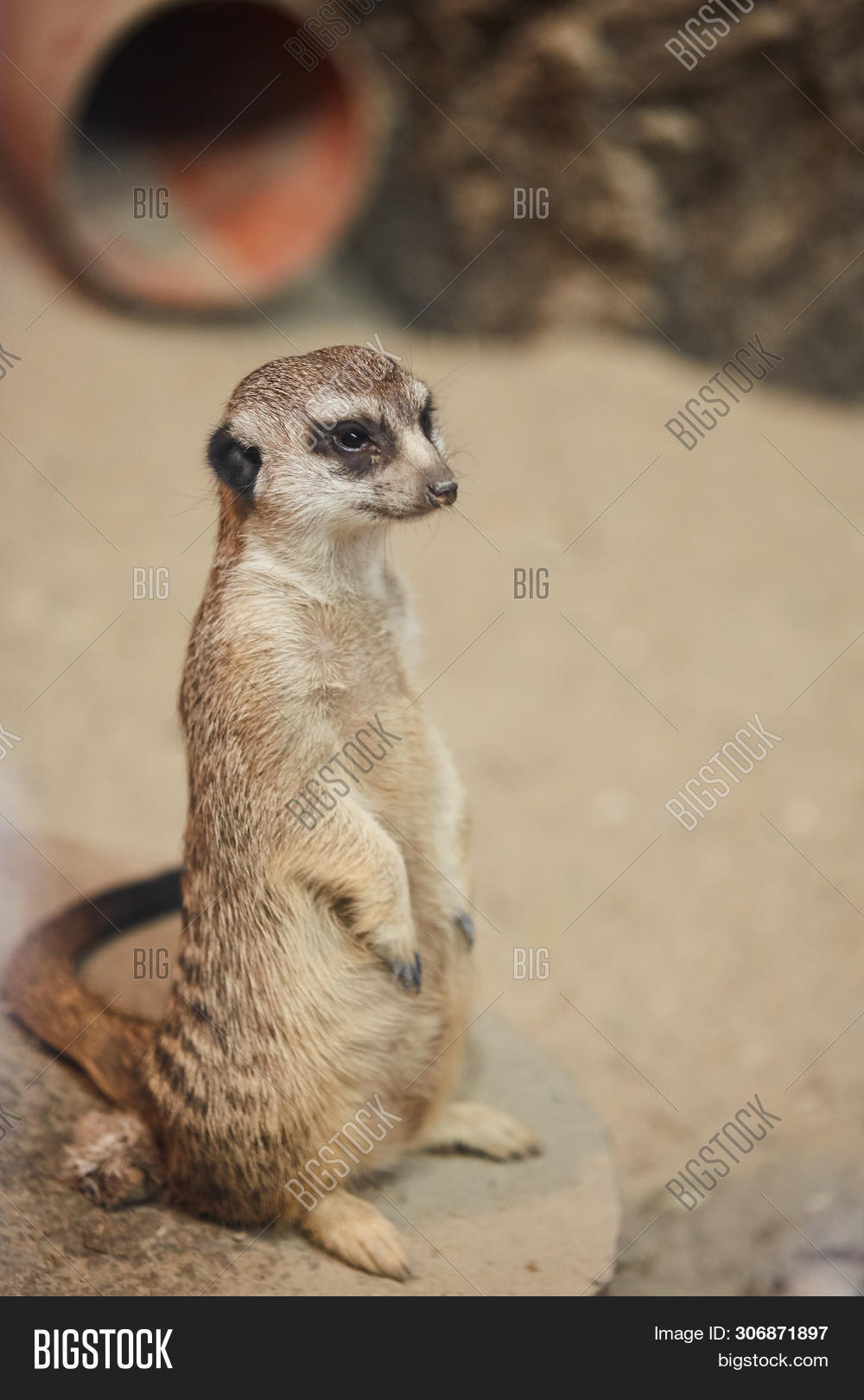 Imagen y foto Meerkat Standing (prueba gratis) | Bigstock