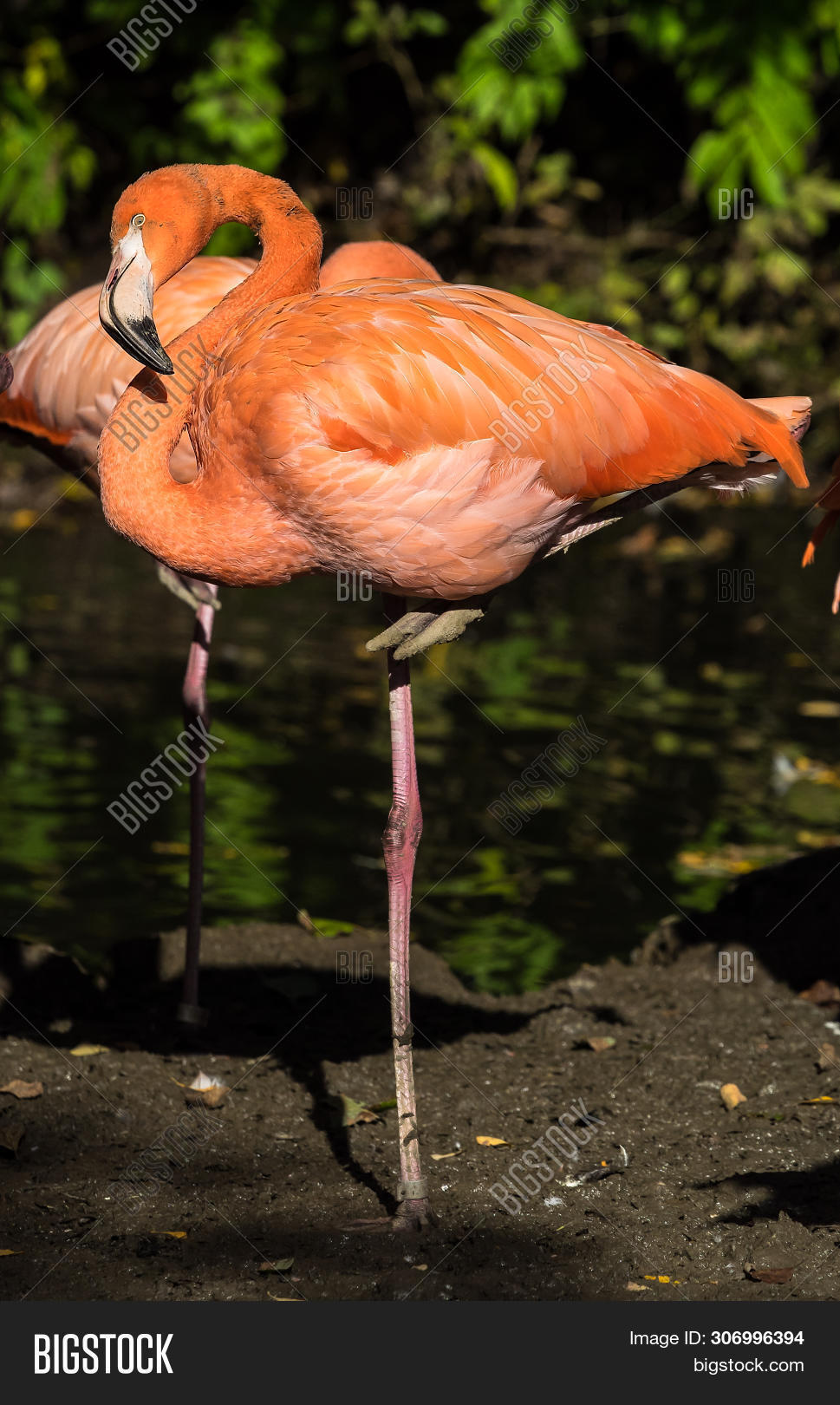 American Flamingo, Image & Photo (Free Trial) | Bigstock