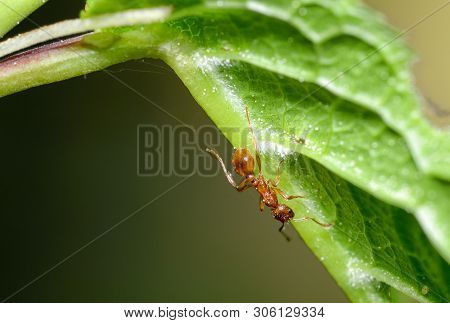 Ant Runs On Sprig Image & Photo (Free Trial) | Bigstock