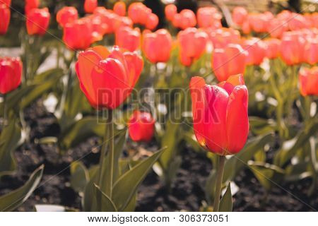 Bright Colorful Tulip Image & Photo (Free Trial) | Bigstock