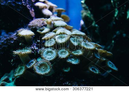 Pink Coral Reef. Image & Photo (Free Trial) | Bigstock