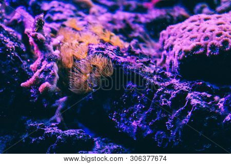 Pink Coral Reef. Image & Photo (Free Trial) | Bigstock